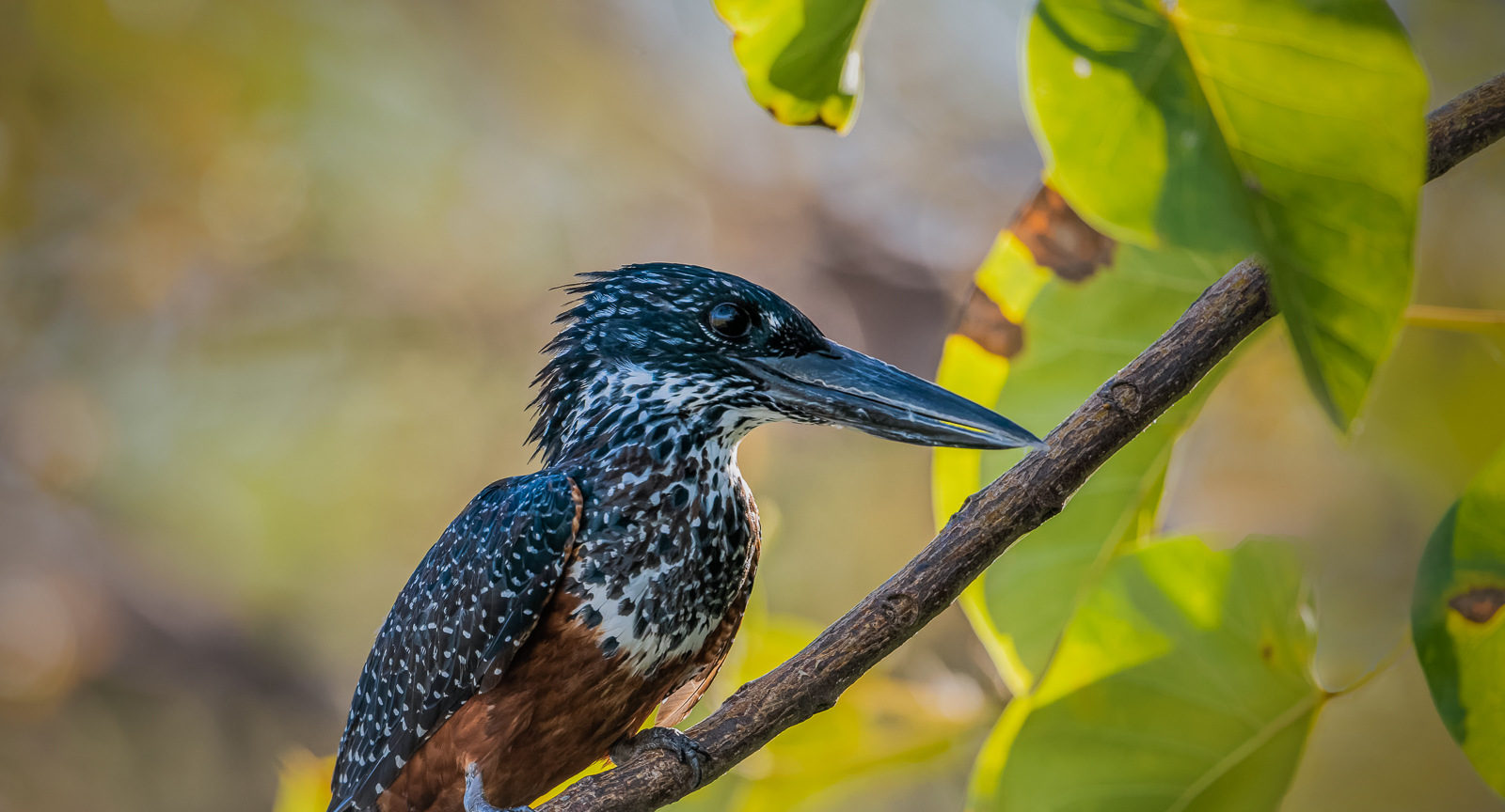 Martin-chasseur géant - Gilles Adt