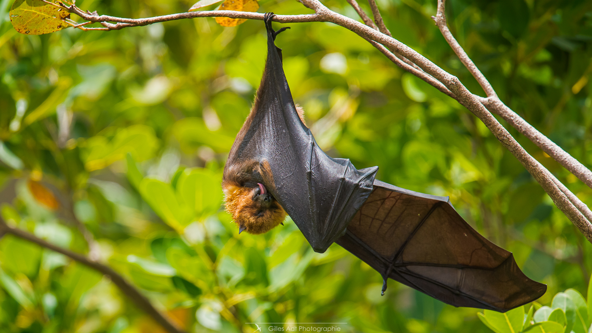 la Roussette de Rodrigues - Gilles Adt