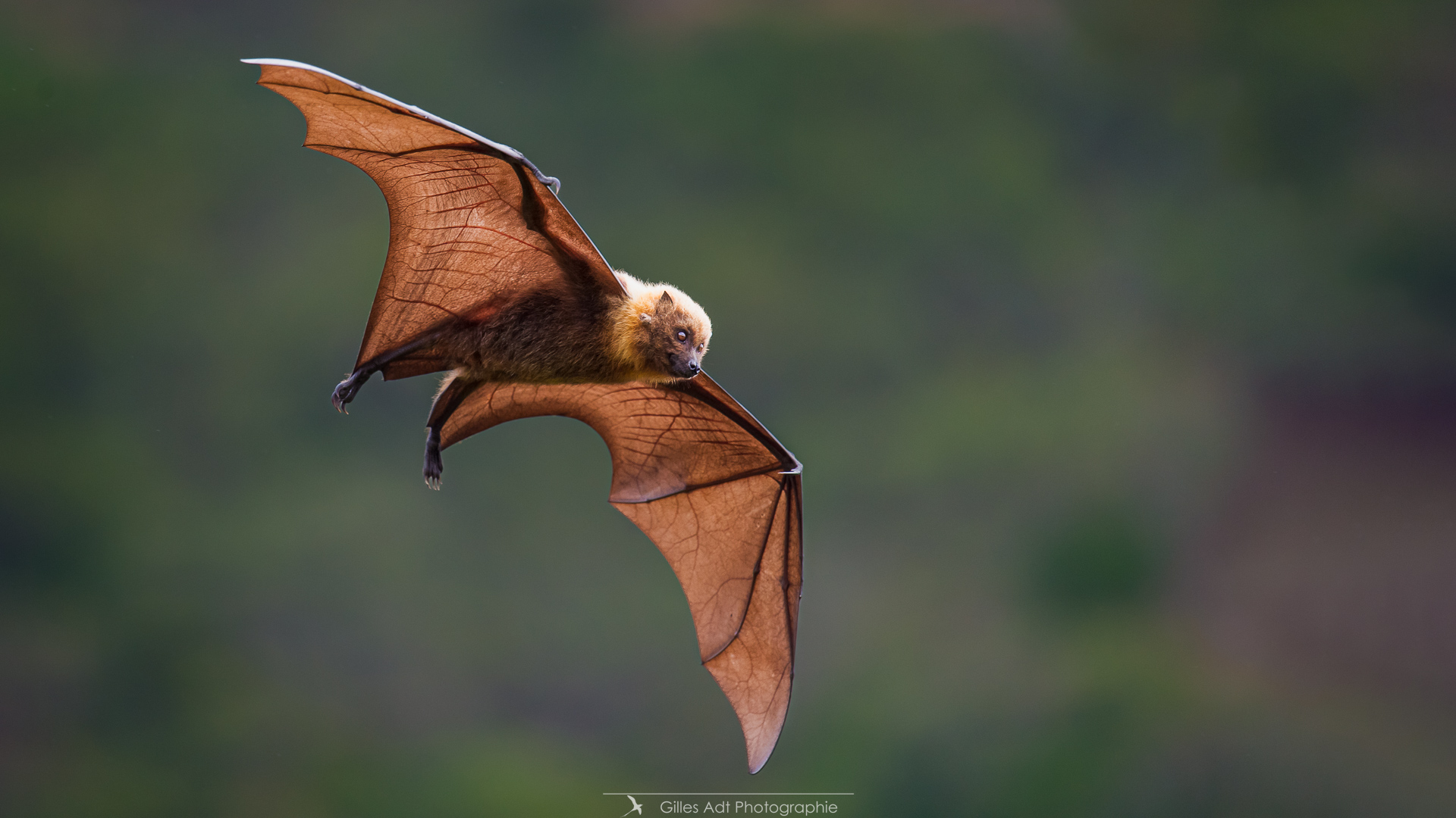 la Roussette de Rodrigues - Gilles Adt